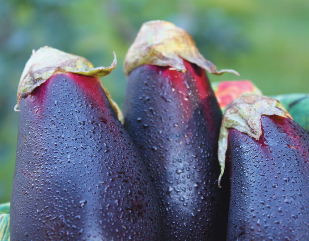 Tashreeb of Lamb and Eggplant/Aubergine Simmered in Pomegranate Sauce ...