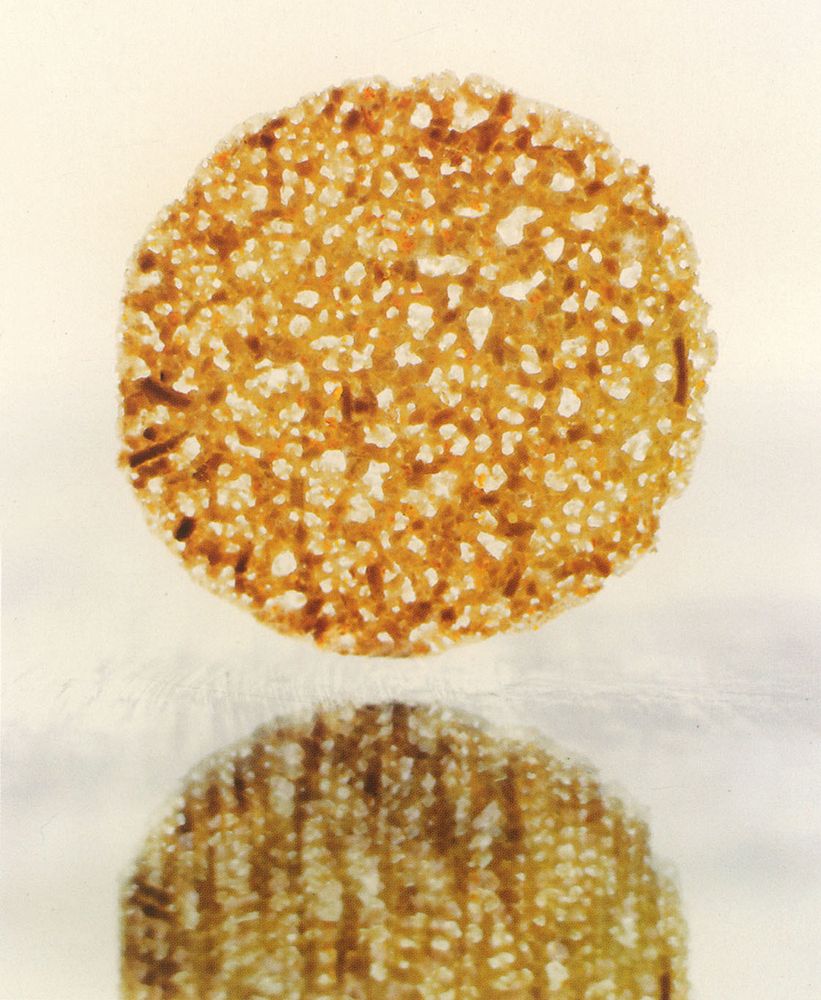 Orange Croquant Wafers from Dessert Divas by Christine Manfield