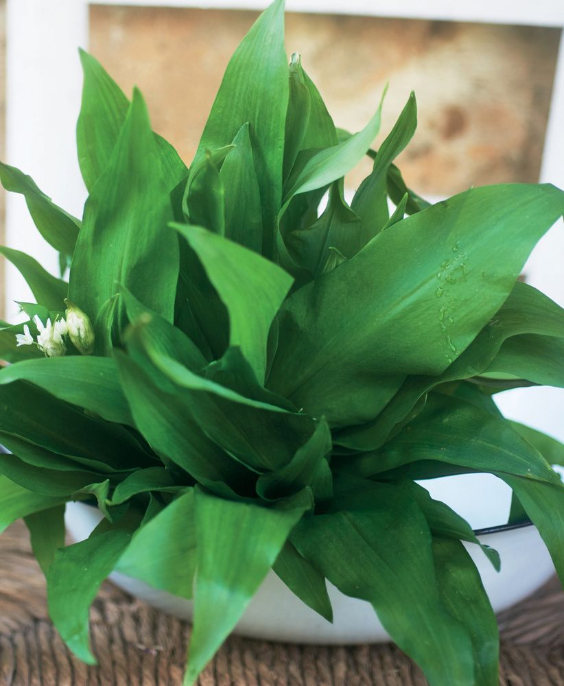 Fermented Wild Garlic from Fermentation by Asa Simonsson