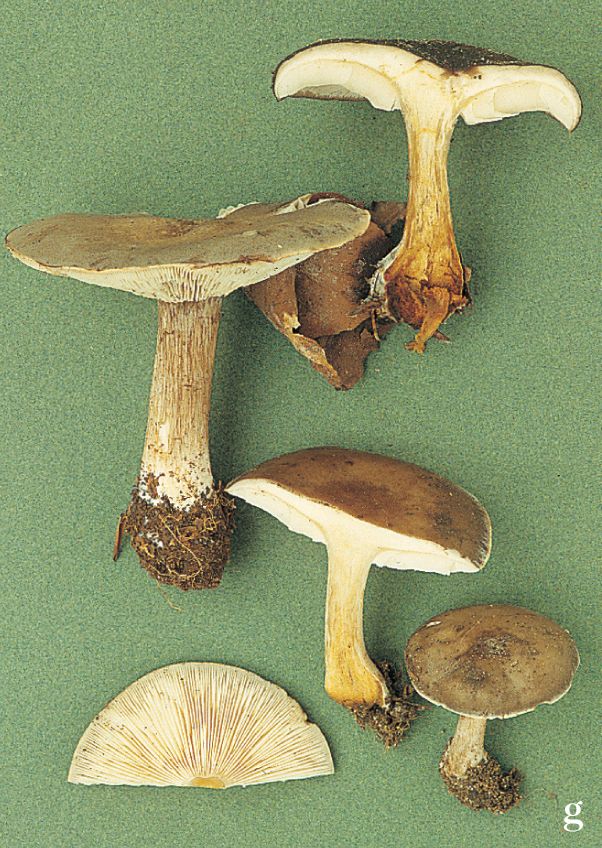 Common Cavalier from Mushrooms by Roger Phillips