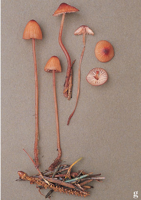 Bleeding Bonnet from Mushrooms by Roger Phillips