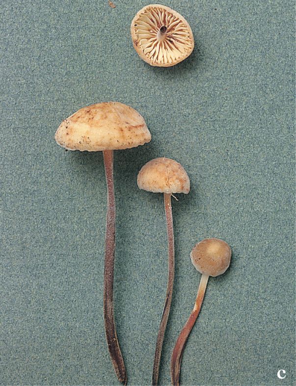 Marasmius undatus from Mushrooms by Roger Phillips