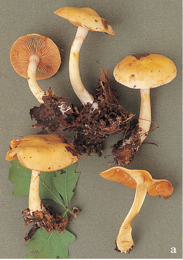 Yellow Webcap from Mushrooms by Roger Phillips