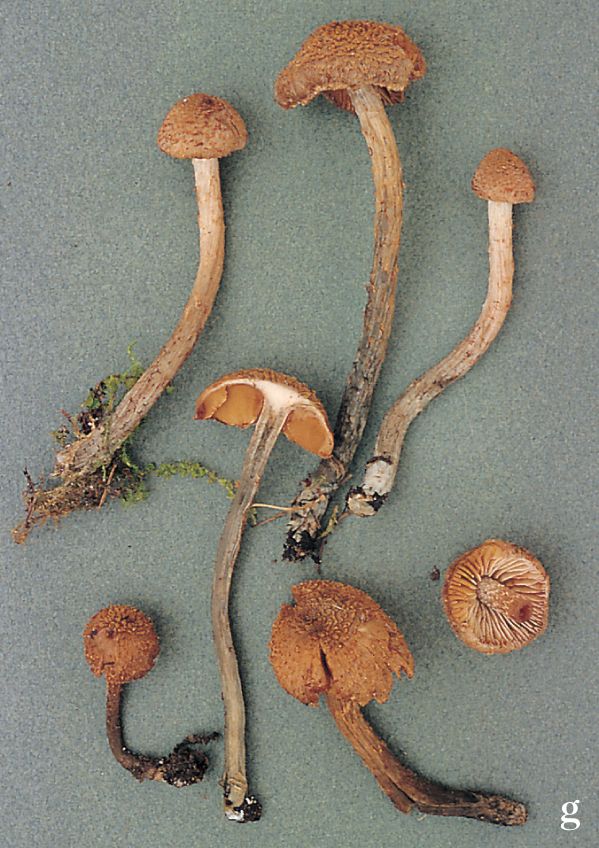 Greenfoot Fibrecap from Mushrooms by Roger Phillips