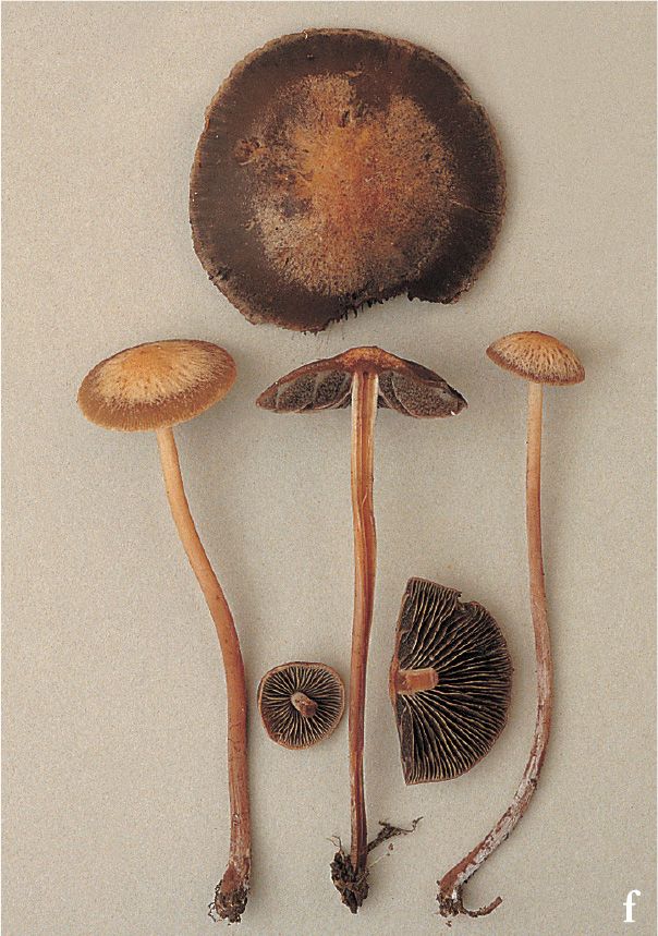 Banded Mottlegill from Mushrooms by Roger Phillips