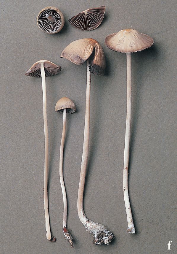 Rootlet Brittlestem from Mushrooms by Roger Phillips