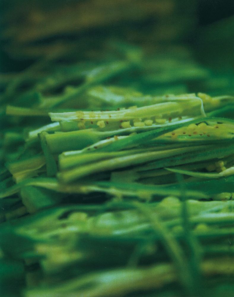 Crispy Okra from Rice, Spice and All Things Nice by Reza Mahammad