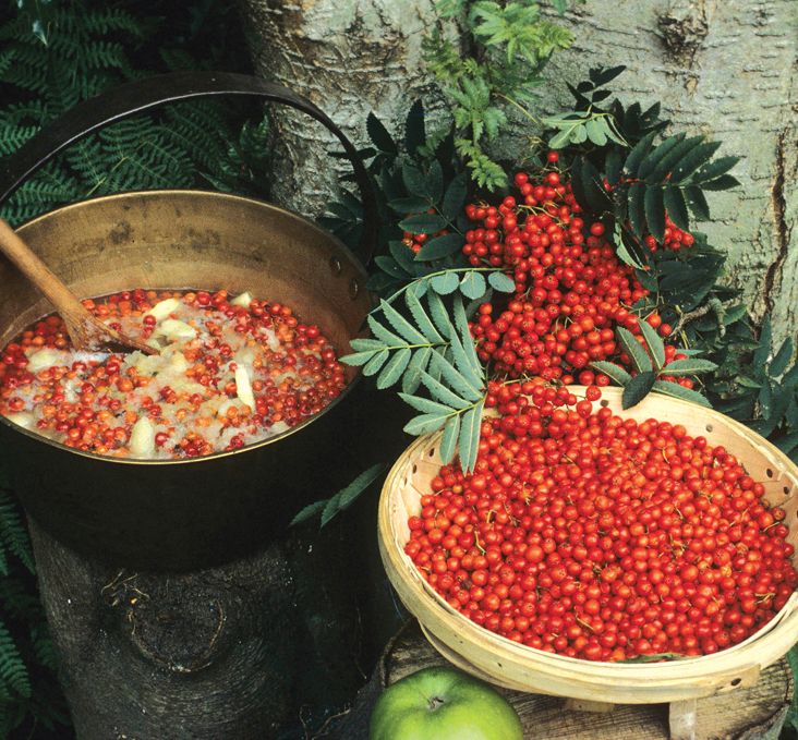 Rowan Jelly from Wild Food by Roger Phillips