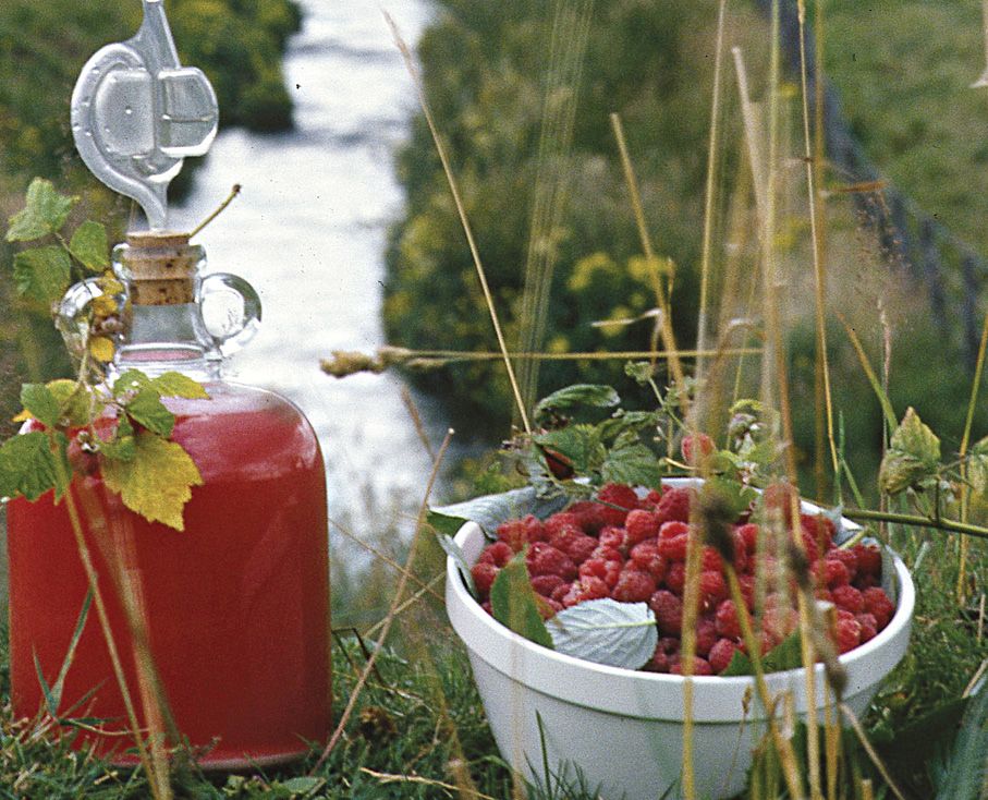 Raspberry Wine from Wild Food by Roger Phillips