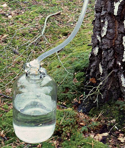 Birch Sap Wine from Wild Food by Roger Phillips